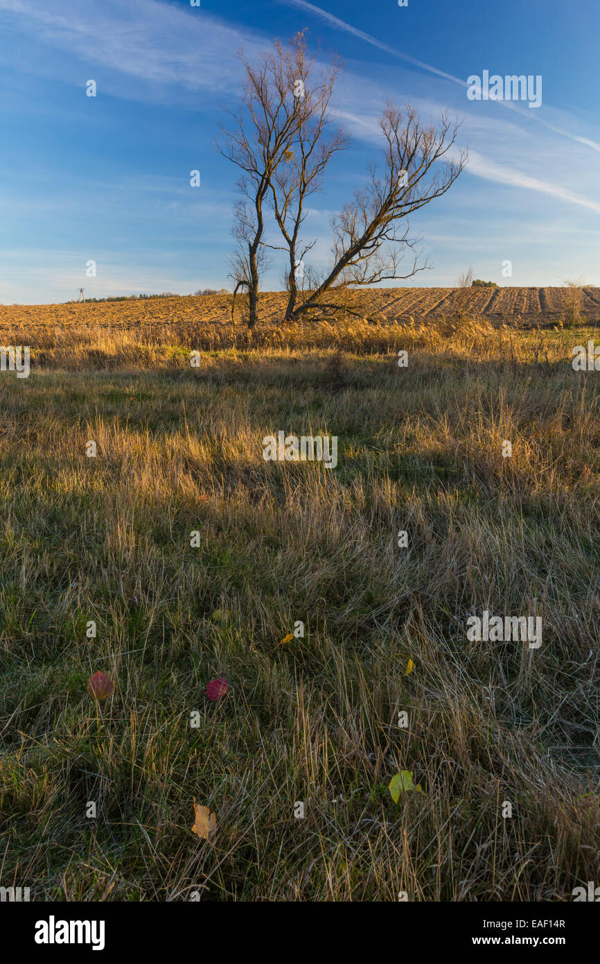 Grassy field at autumn. Natural landscape Stock Photo - Alamy