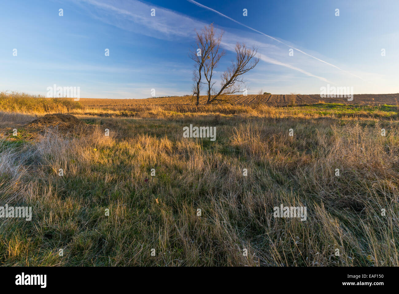 Grassy field at autumn. Natural landscape Stock Photo - Alamy