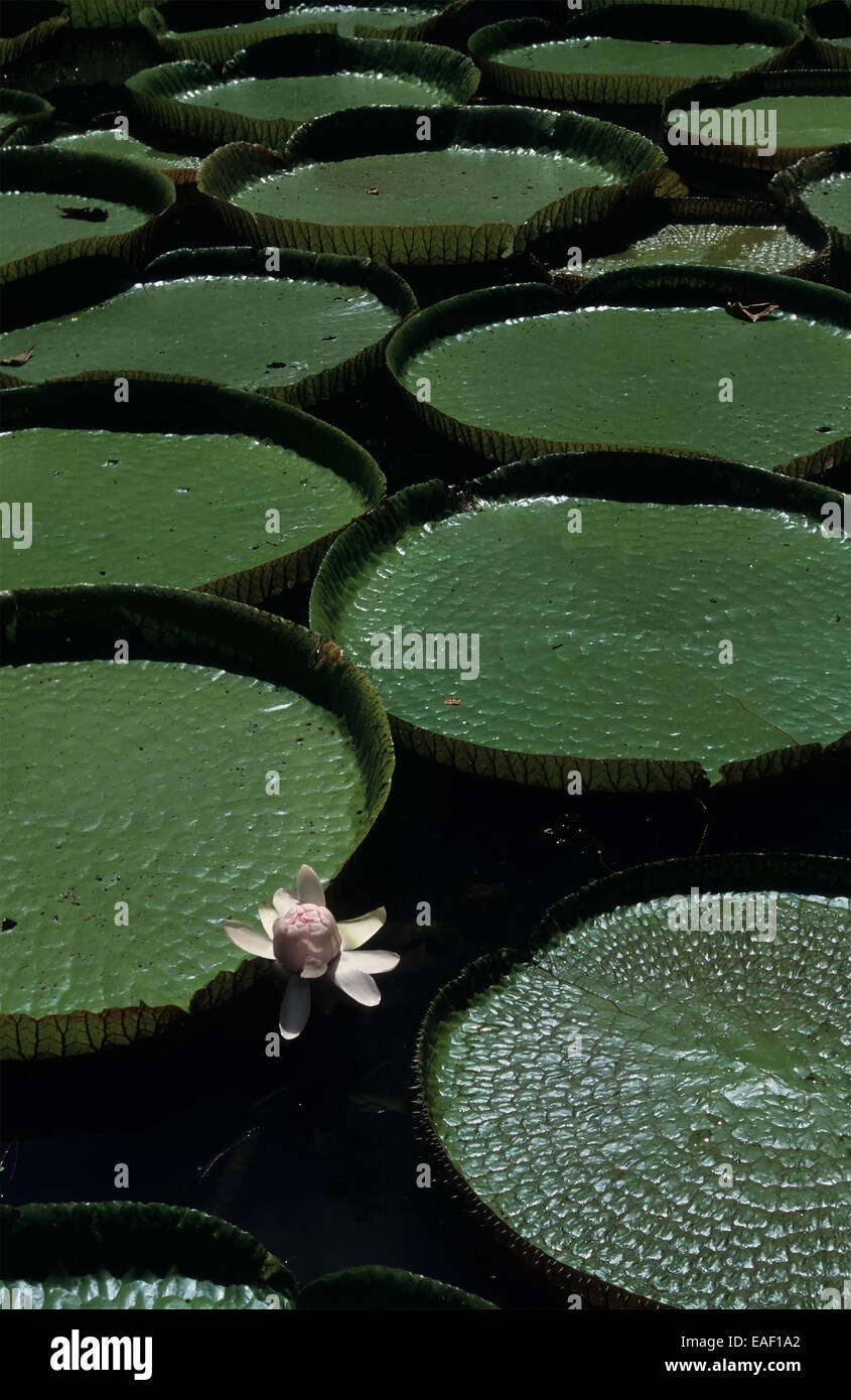 Giant Amazon water lily (Victoria amazonica Stock Photo - Alamy