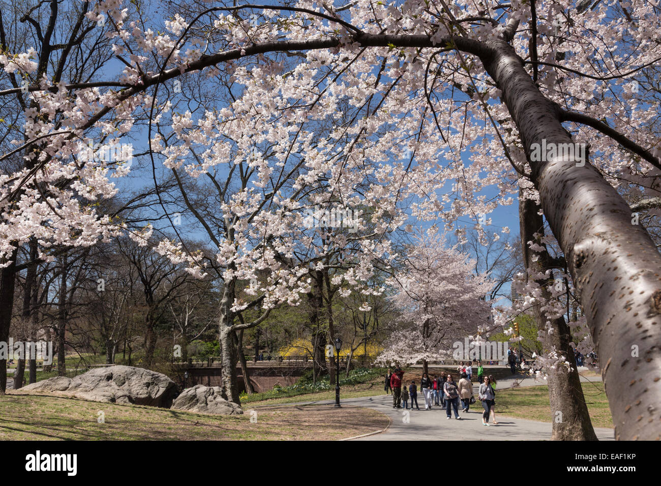 Springtime in Central Park, NYC Stock Photo - Alamy