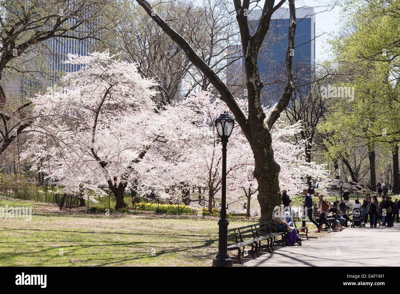 Crowds Enjoying a Springtime Day, Central Park, NYC, USA Stock Photo ...