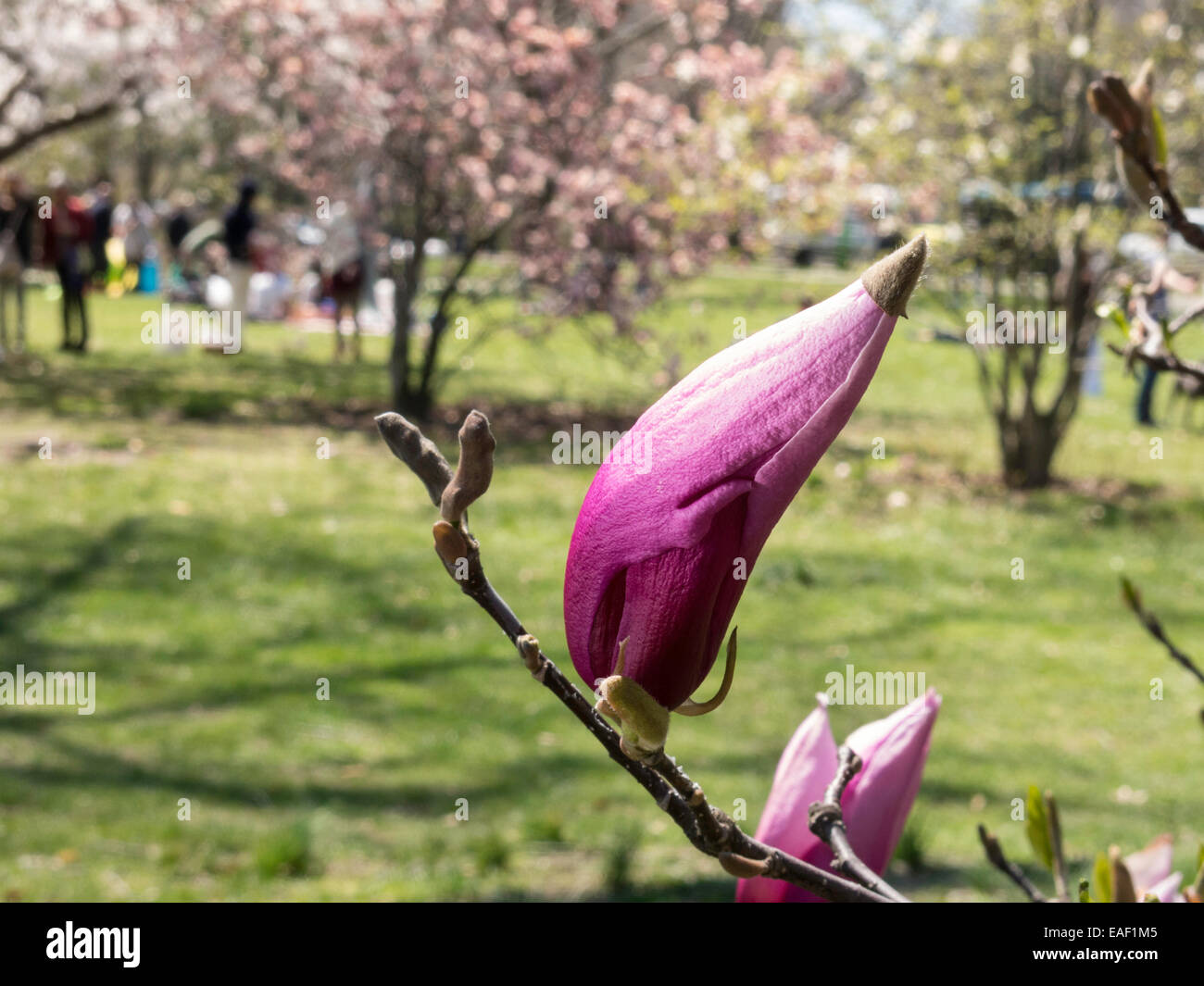 Springtime Trees with Blossoms in Central Park, NYC Stock Photo - Alamy