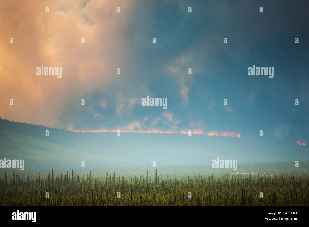 Boreal forest fire alaska hi-res stock photography and images - Alamy
