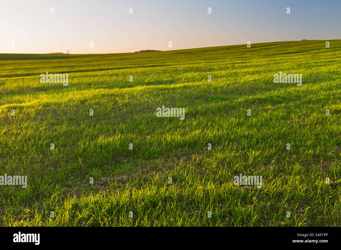 Beautiful morning on young cereal field illuminated with golden light ...