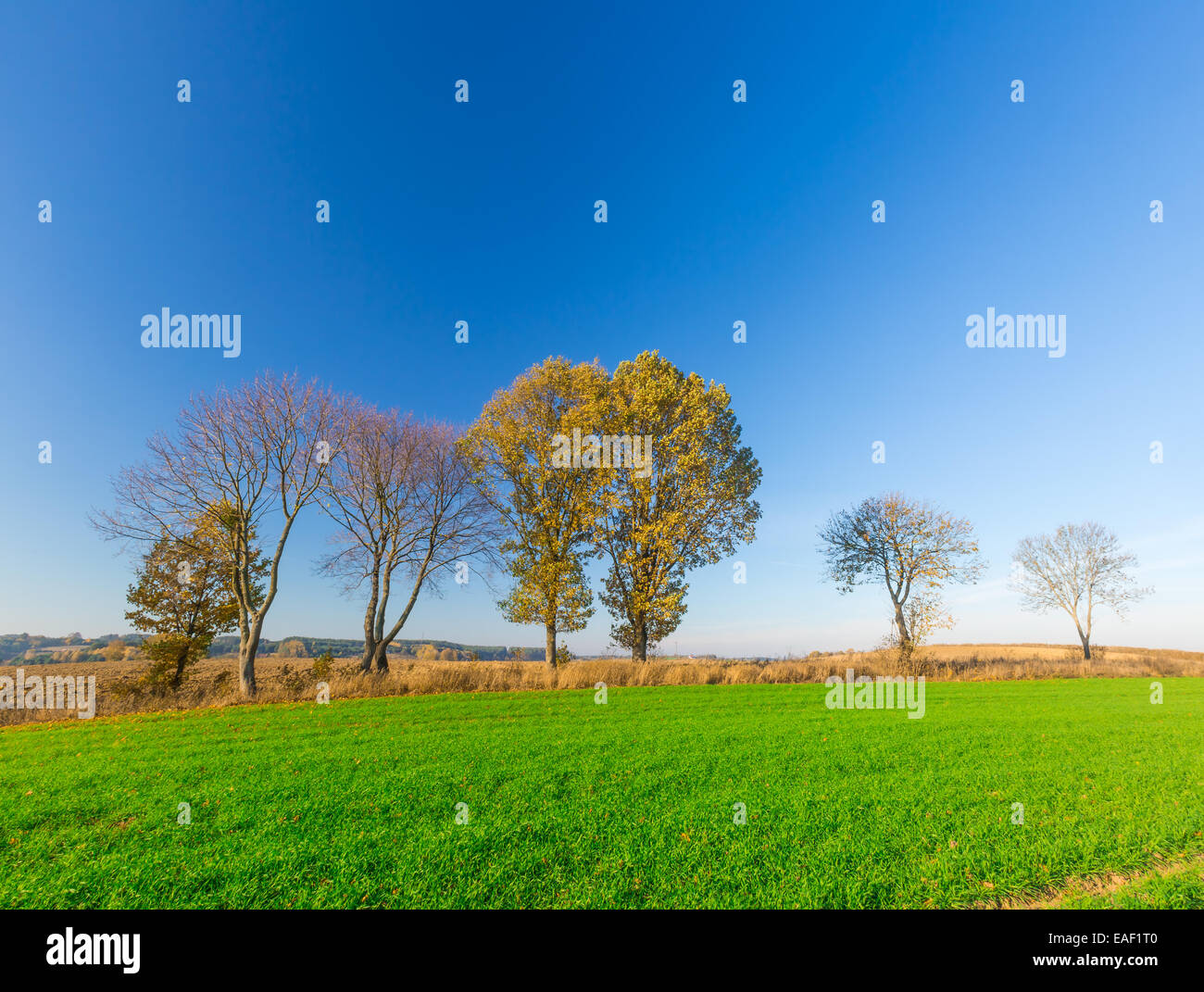 Beautiful morning on young cereal field illuminated with golden light ...