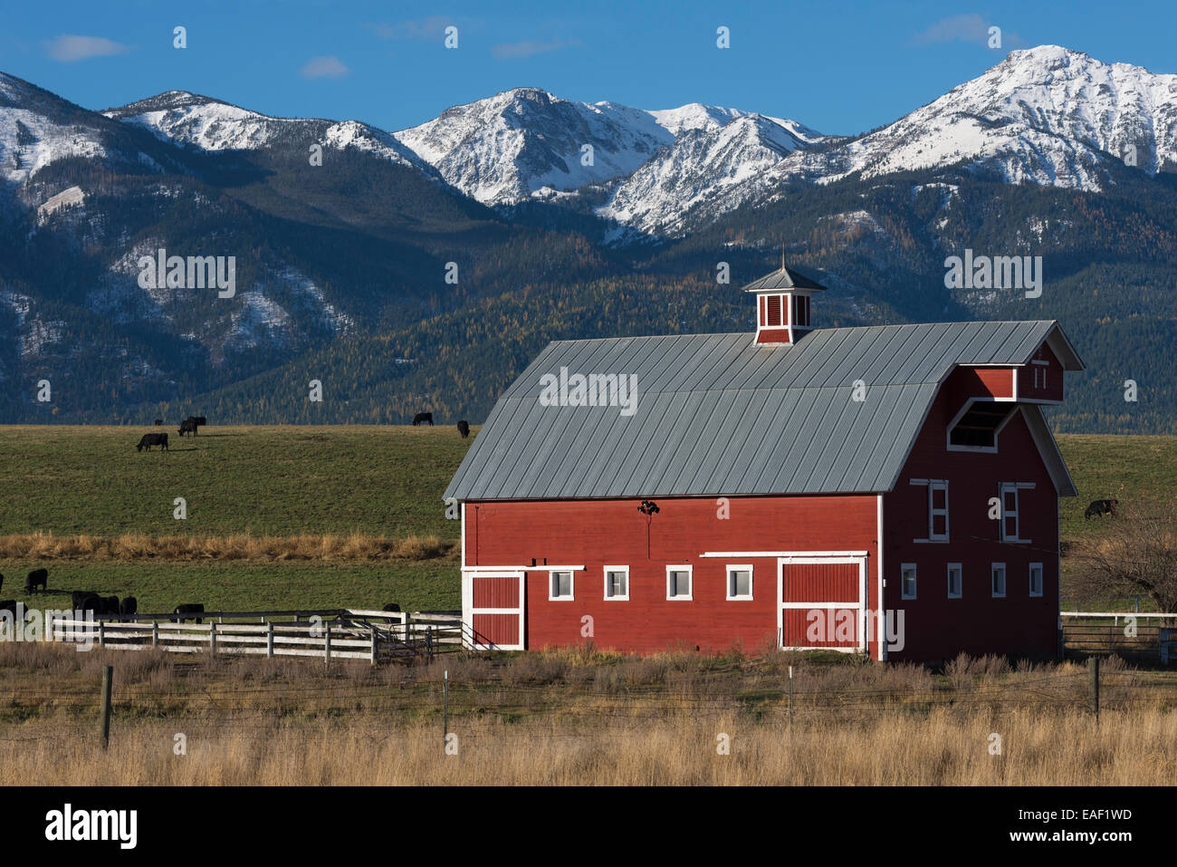 Barn and grazing cows on a farm in Oregon's Wallowa Valley Stock Photo ...