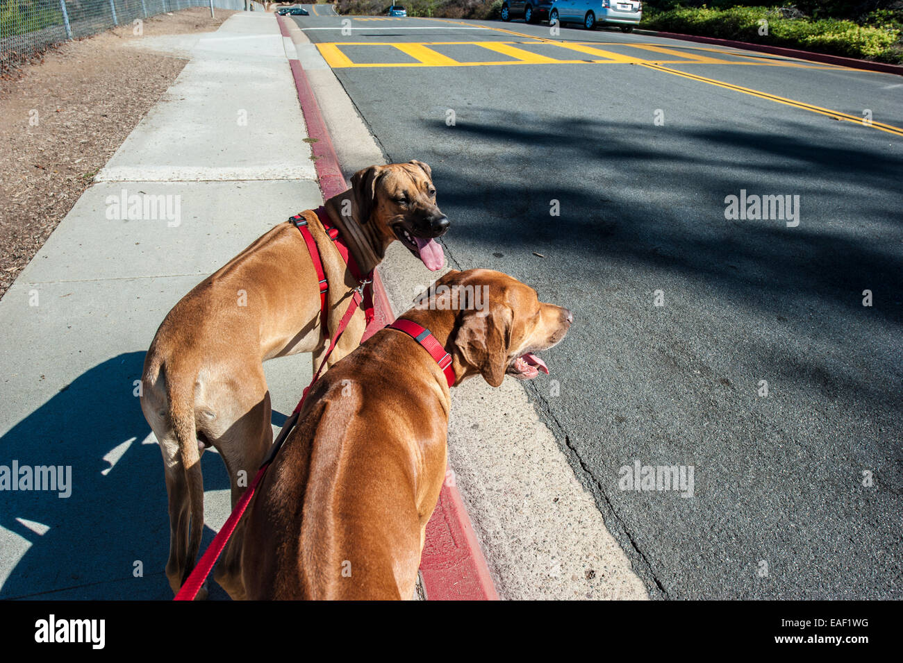 Two dogs on a walk in a residential suburb of San Diego on a sunny day ...