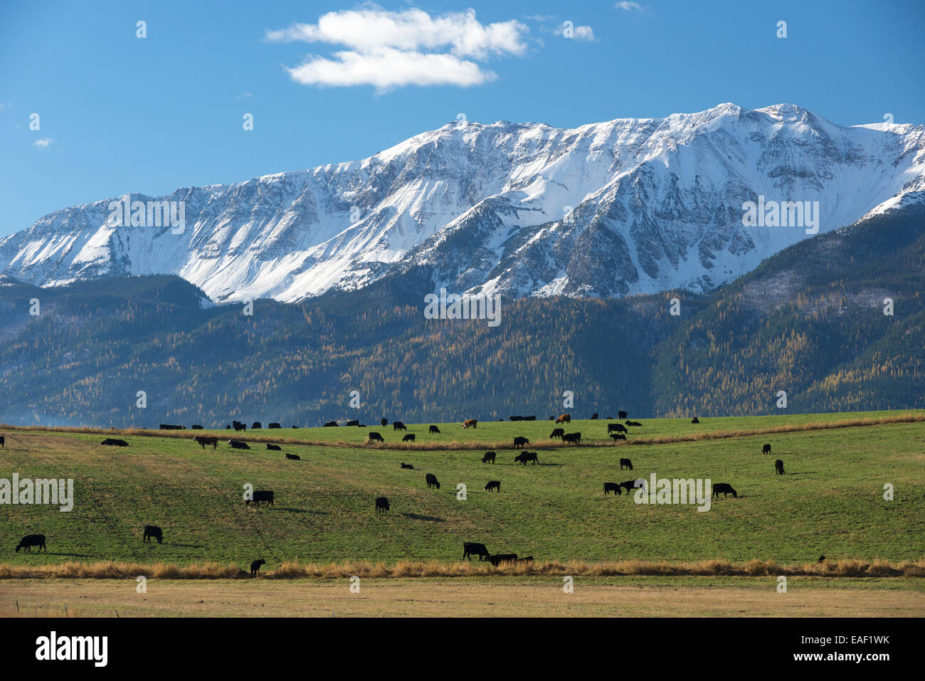 Cows grazing in Oregon's Wallowa Valley Stock Photo - Alamy