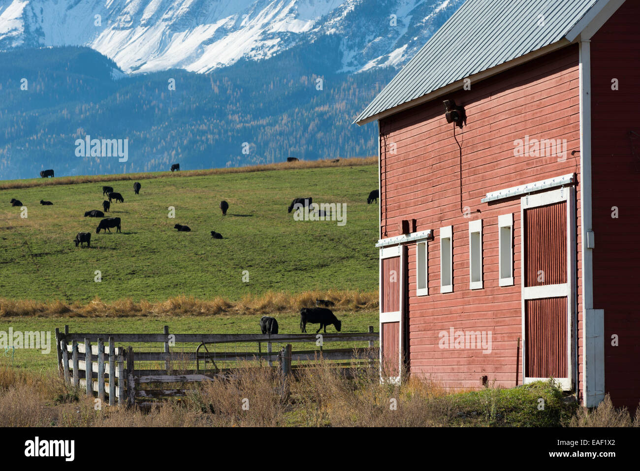 Barn and grazing cows on a farm in Oregon's Wallowa Valley Stock Photo ...