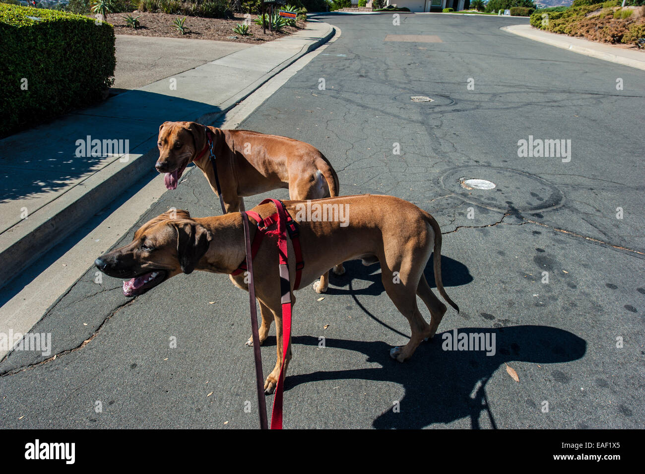 Two dogs on a walk in a residential suburb of San Diego on a sunny day ...