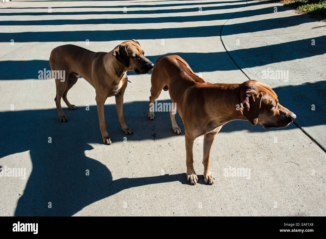 Two dogs on a walk in a residential suburb of San Diego on a sunny day ...