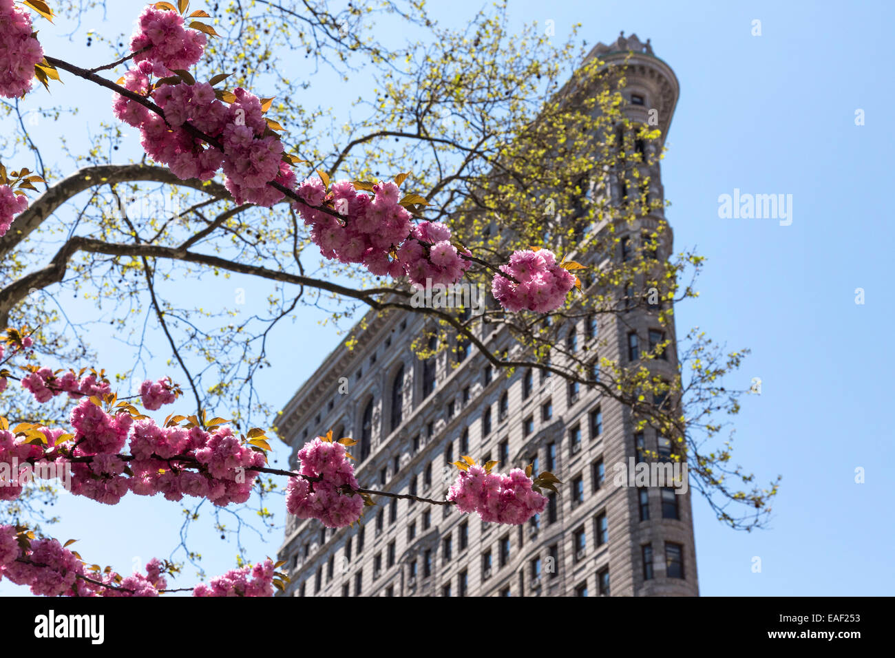 Urban scene flatiron building on hi-res stock photography and images ...