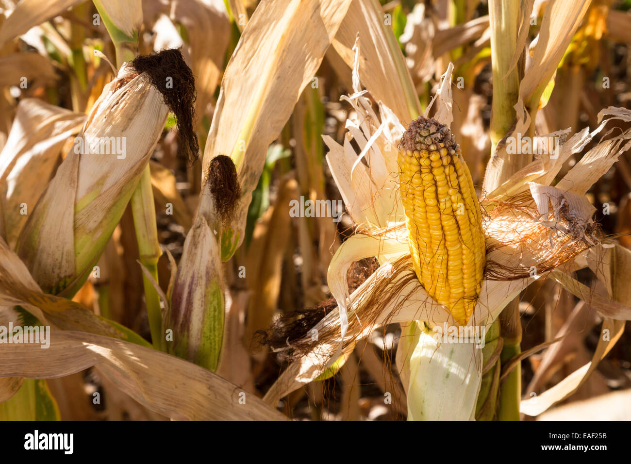 Close up blue corn hi-res stock photography and images - Alamy