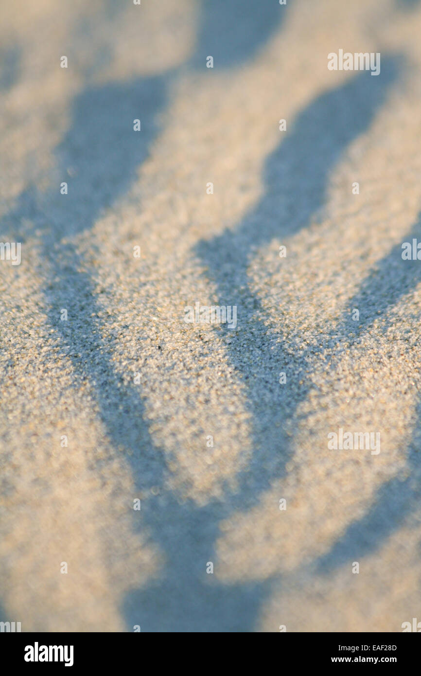 Artistic sand drawings of nature Stock Photo - Alamy