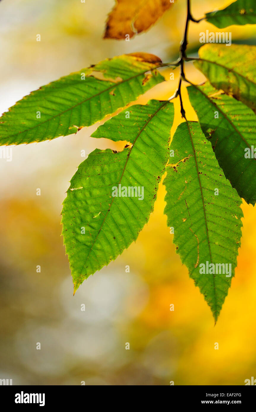 Cluster of tree leaves hi-res stock photography and images - Alamy