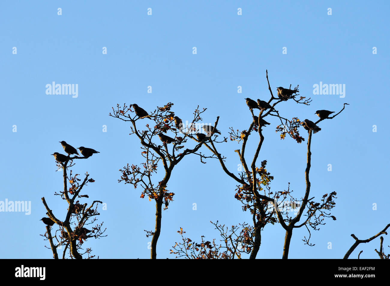 Starlings group hi-res stock photography and images - Alamy