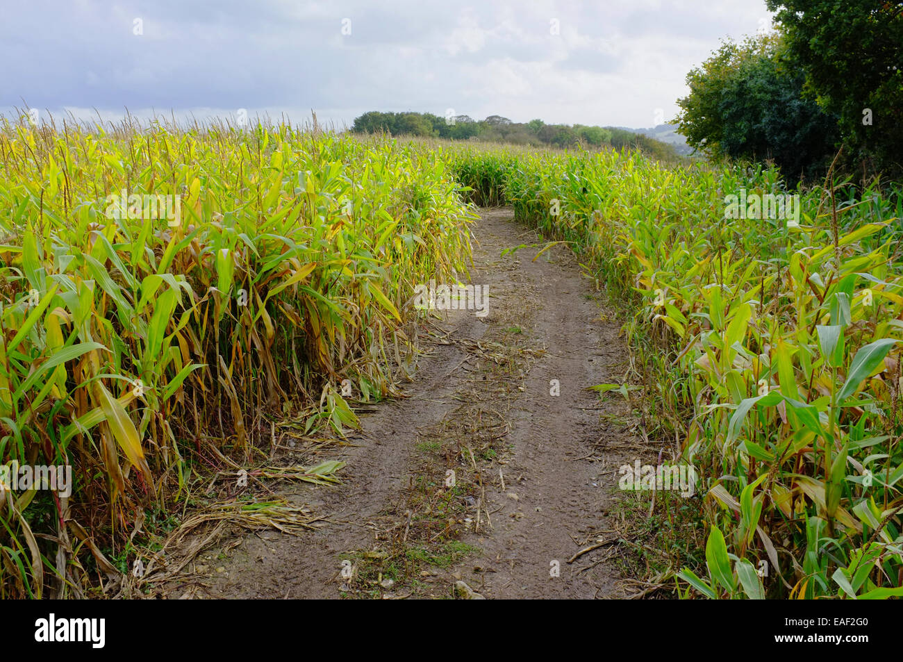 track through a field of corn Stock Photo - Alamy
