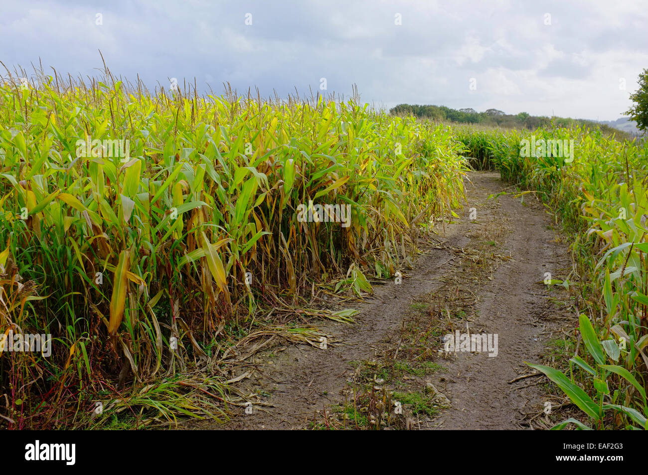 Path through corn field hi-res stock photography and images - Alamy