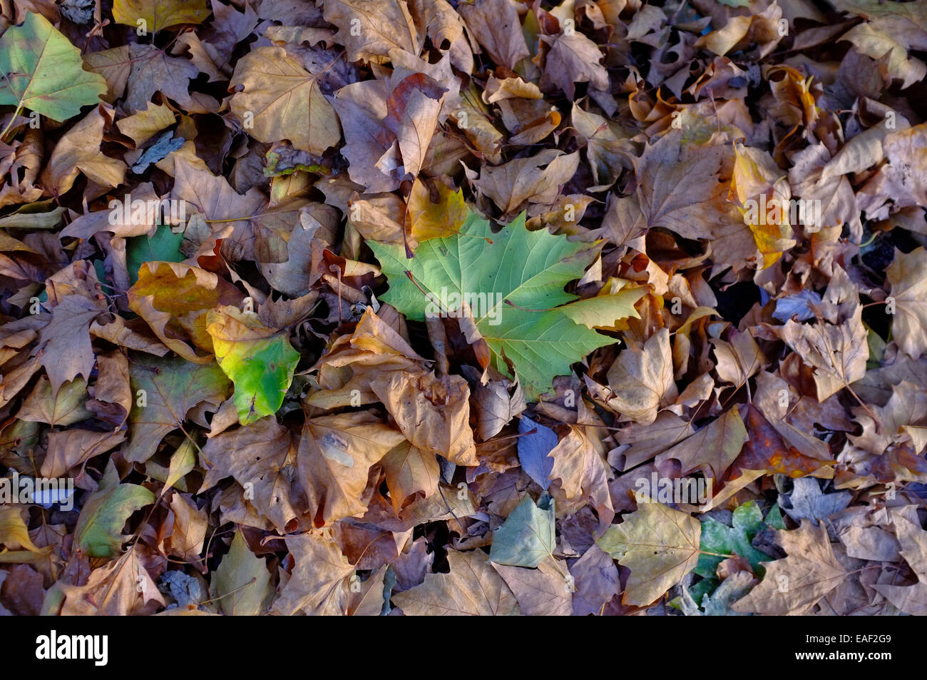 Leaf litter on the ground in Autumn Stock Photo - Alamy