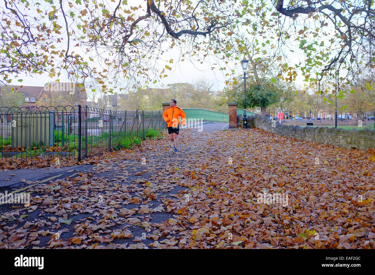 Running fallen leaves hi-res stock photography and images - Alamy