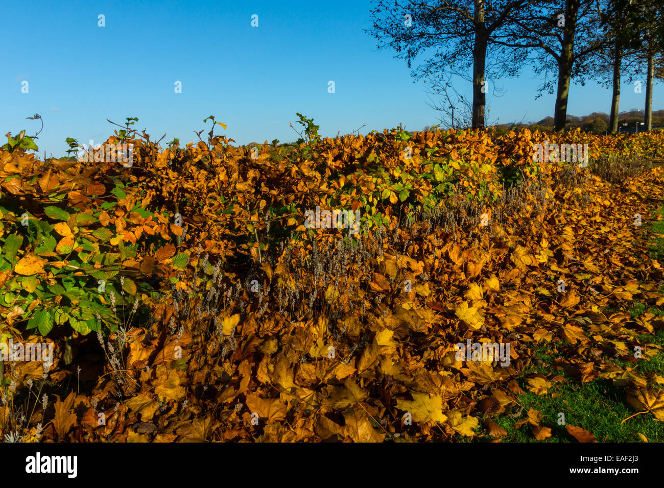 Hedge with trees hi-res stock photography and images - Alamy