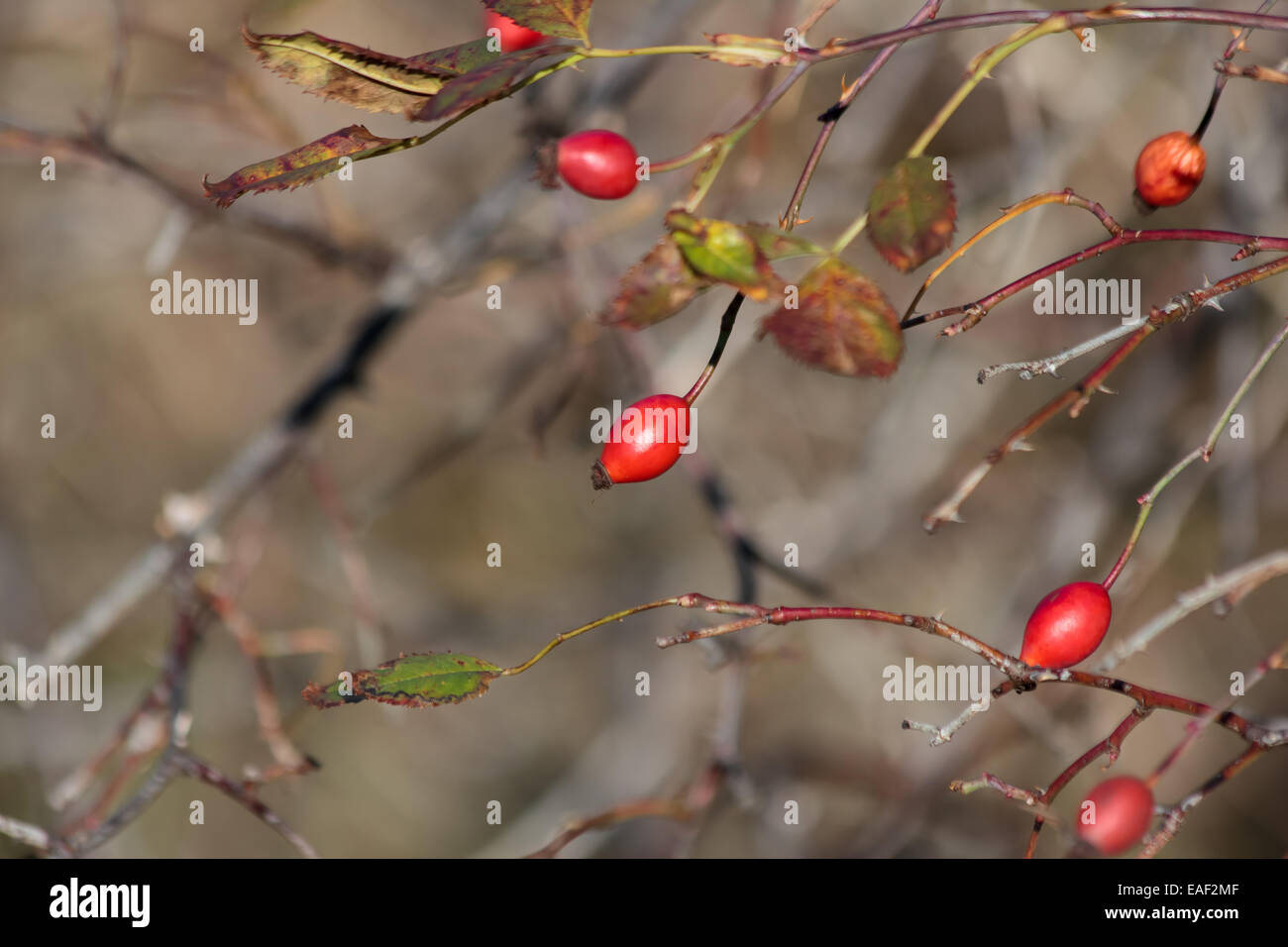 Rose hip hi-res stock photography and images - Alamy