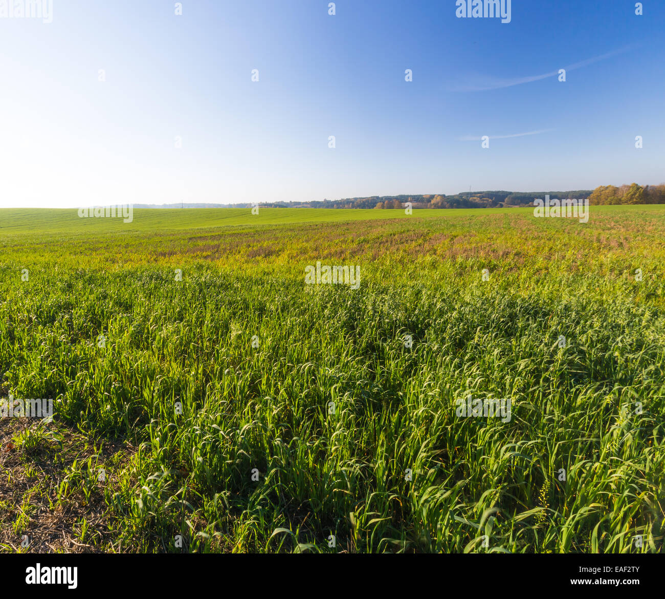 Beautiful morning on young cereal field illuminated with golden light ...