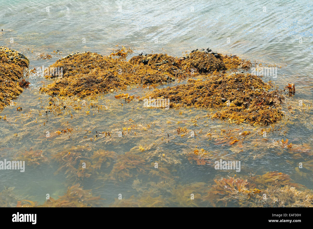 Brown Algae In Ocean