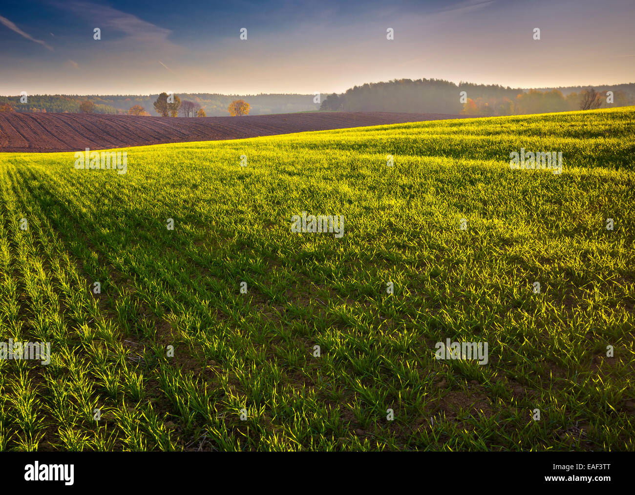 Beautiful morning on young cereal field illuminated with golden light ...
