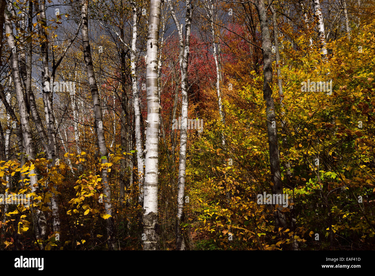 Birch trees and Fall foliage beside Kettle Pond at Spice mountain ...