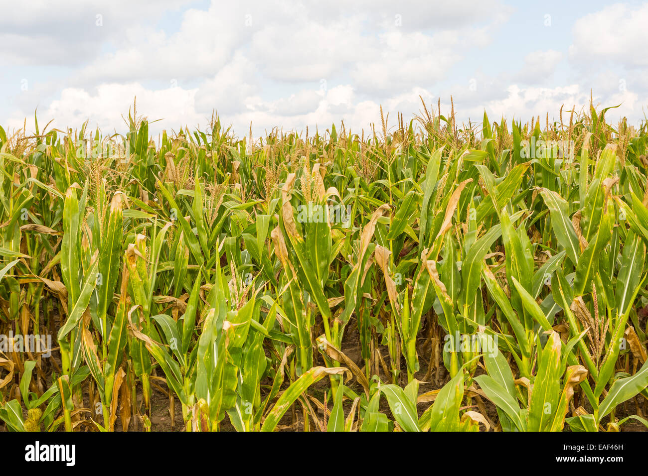 Corn field under cloudy sky. Photo taken in poland Stock Photo - Alamy