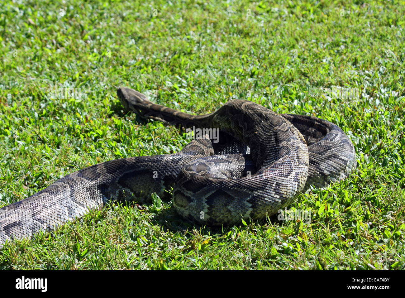Florida Everglades Burmese python Stock Photo - Alamy