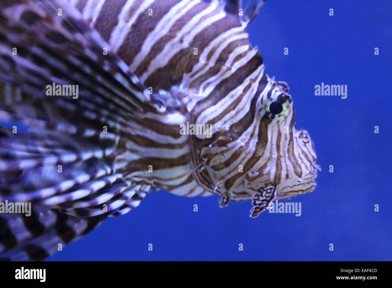 Invasive species lionfish hi-res stock photography and images - Alamy