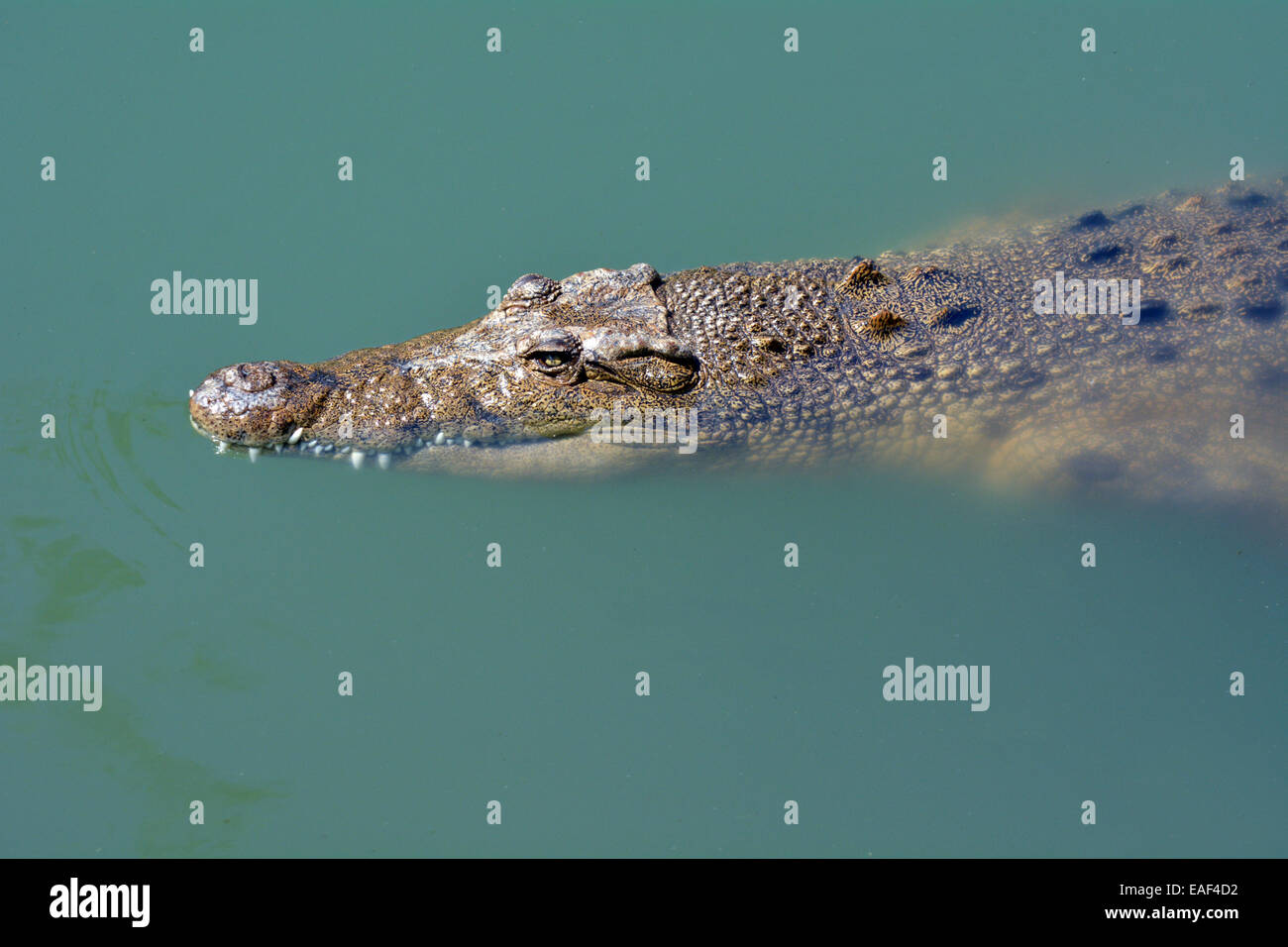 Salt Water Crocodile Stock Photos & Salt Water Crocodile Stock Images ...