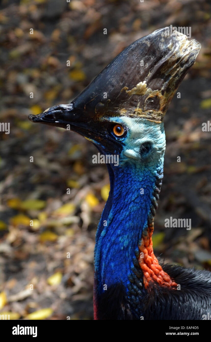 Big Cassowary Australia High Resolution Stock Photography and Images ...