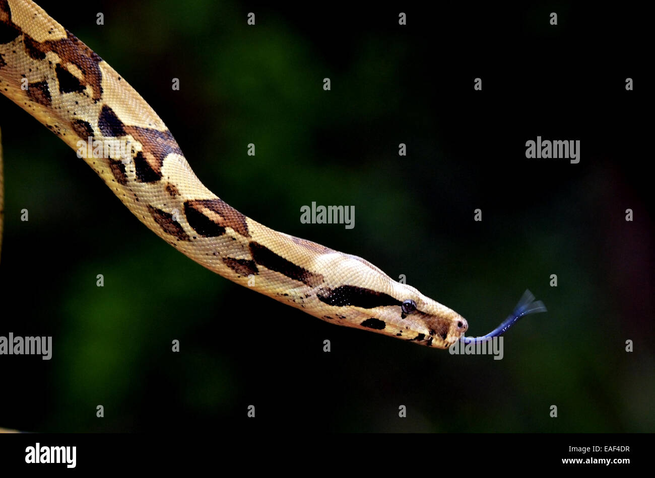 Man With Snake Tongue High Resolution Stock Photography and Images - Alamy