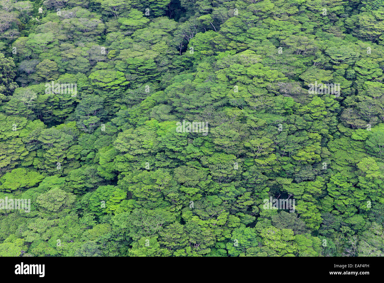 Forest canopy from above on Kauai Hawaii USA Stock Photo - Alamy