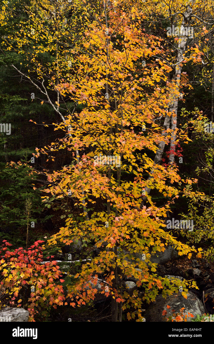 Red and yellow maple trees at Noyes Pond Groton State Forest Vermont ...