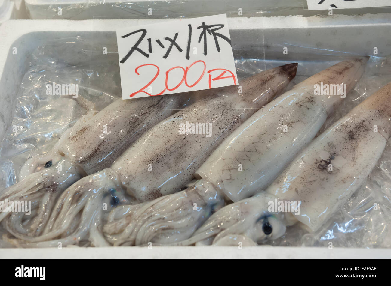 Fresh squid, Yari-Ika, for sale, Tsukiji Fish Market, Tokyo, Japan ...