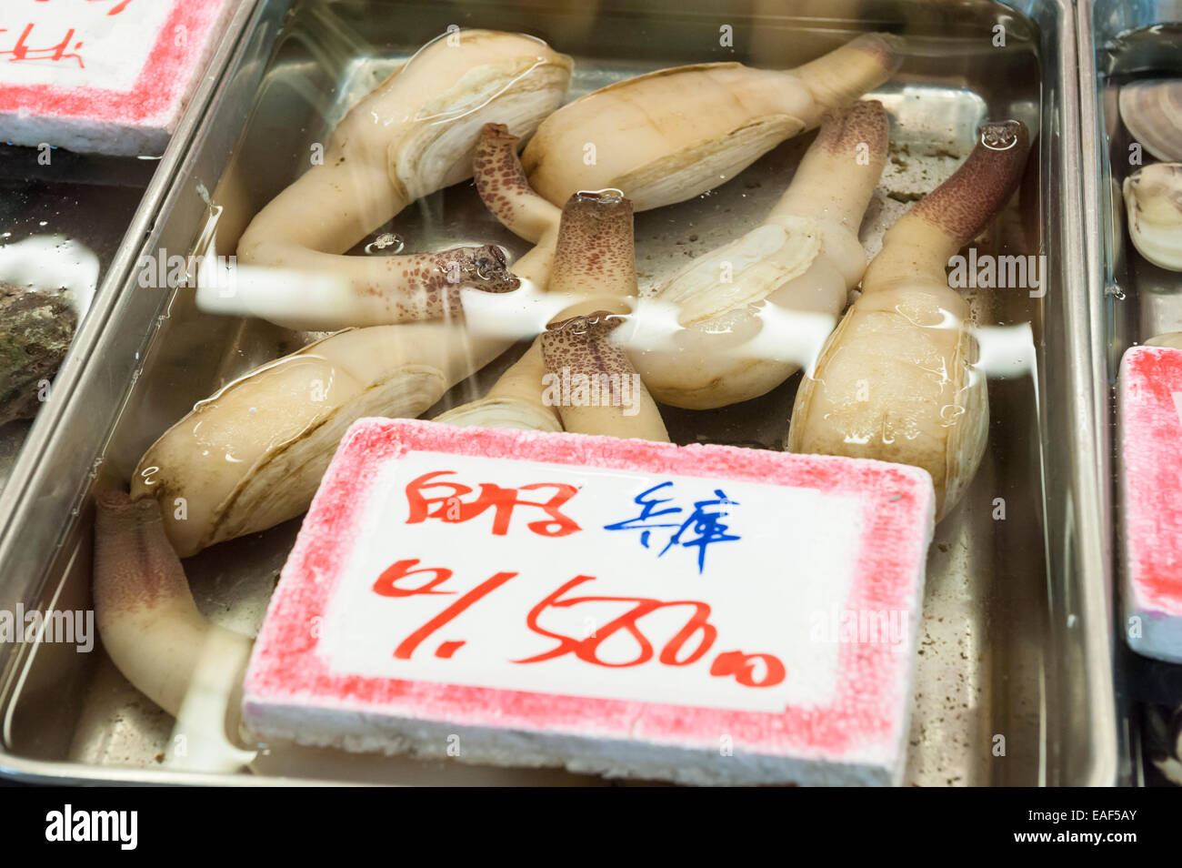 Geoduck, gooey duck, Panopea generosa, Tsukiji Fish Market, Tokyo ...