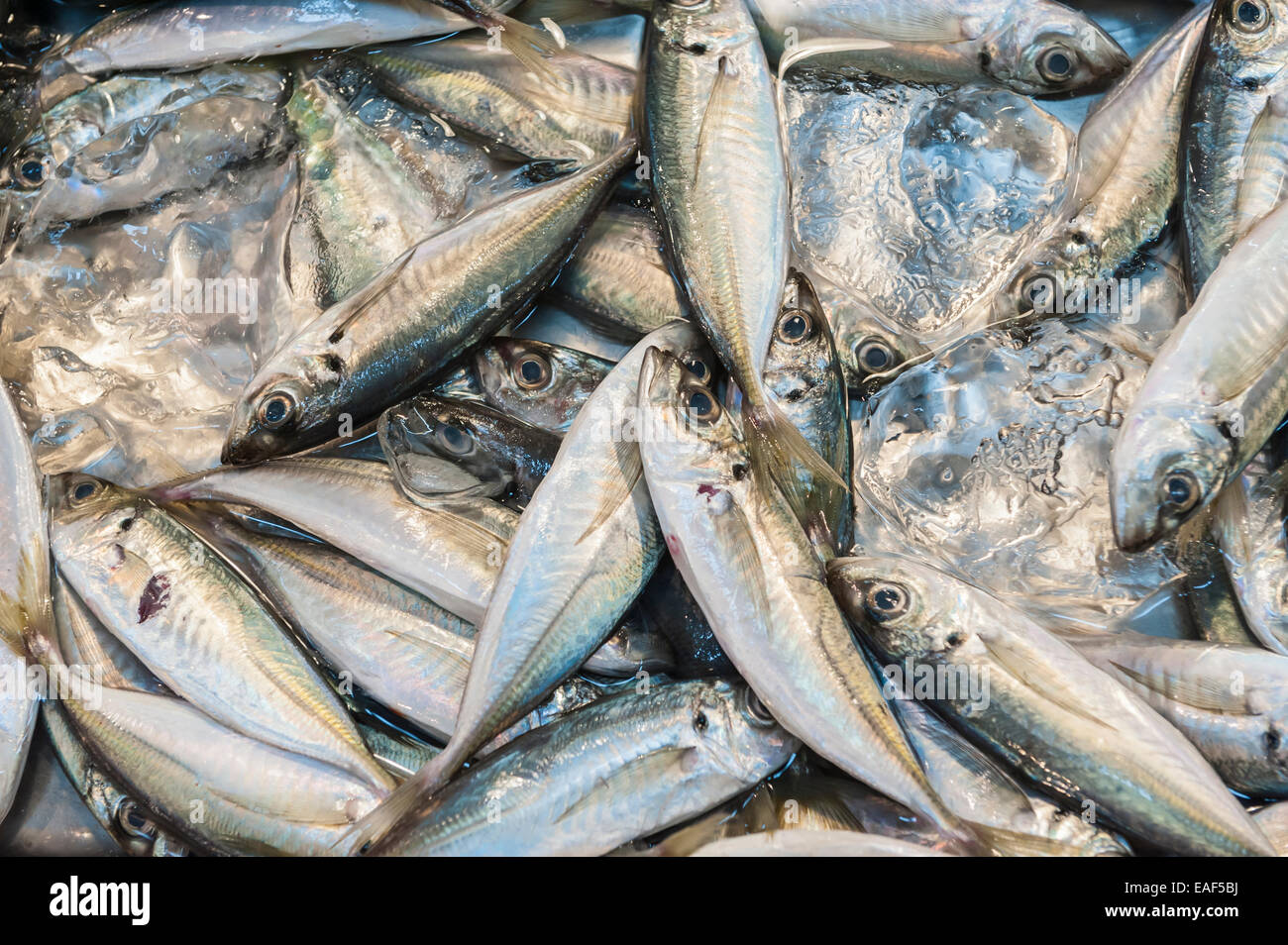 Fresh Japanese Jack mackerels, aji, Trachurus japonicus, Tsukiji Fish ...