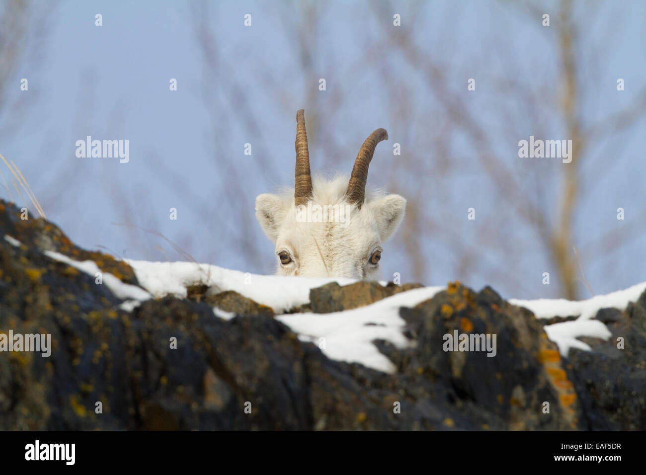Dall Sheep peeks over edge of cliff, Southcentral Alaska Stock Photo ...