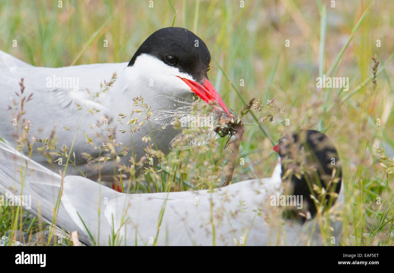 Arctic insect wildlife hi-res stock photography and images - Alamy