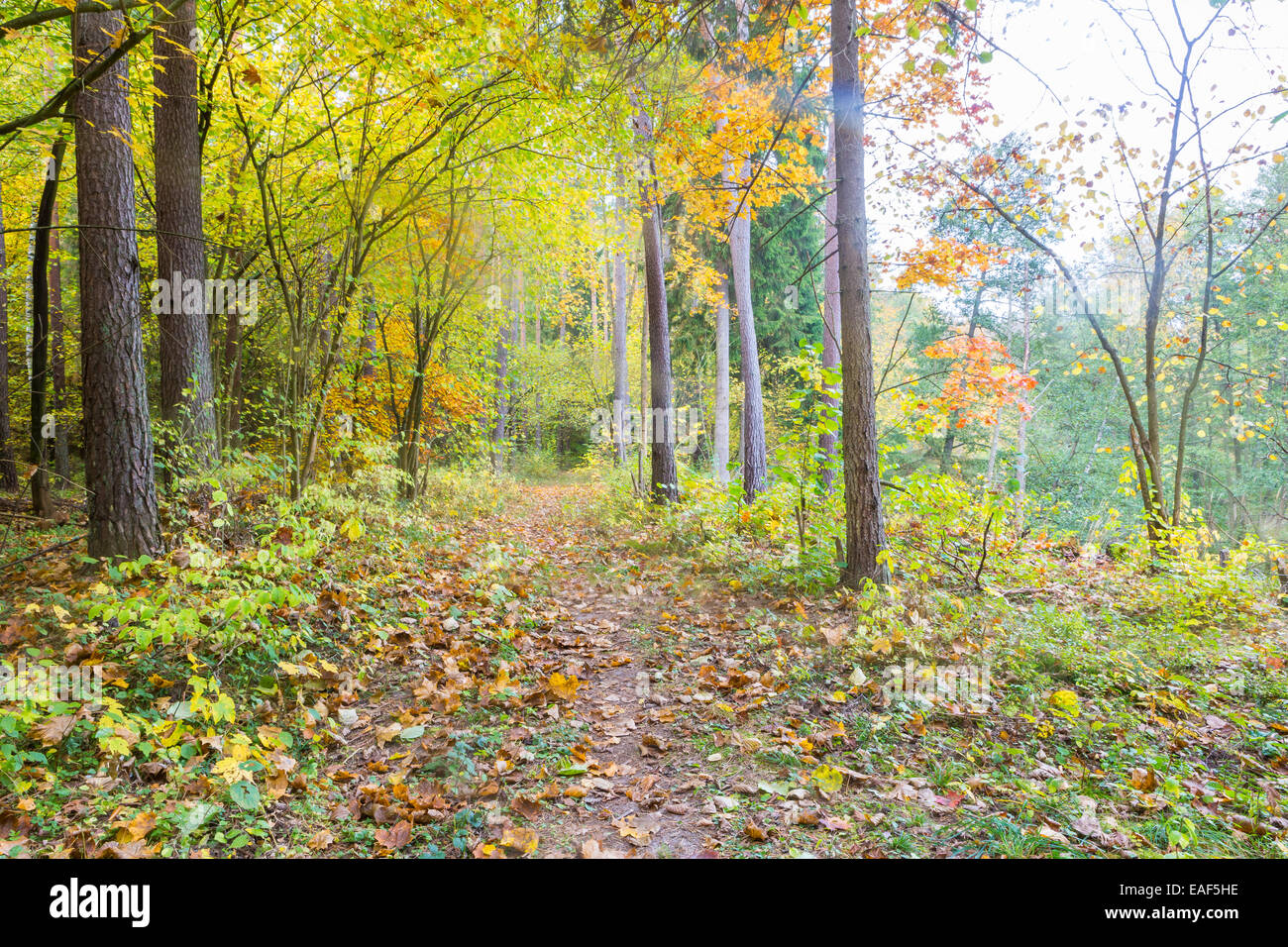 Autumnal forest landscape. Photo taken in Poland Stock Photo - Alamy