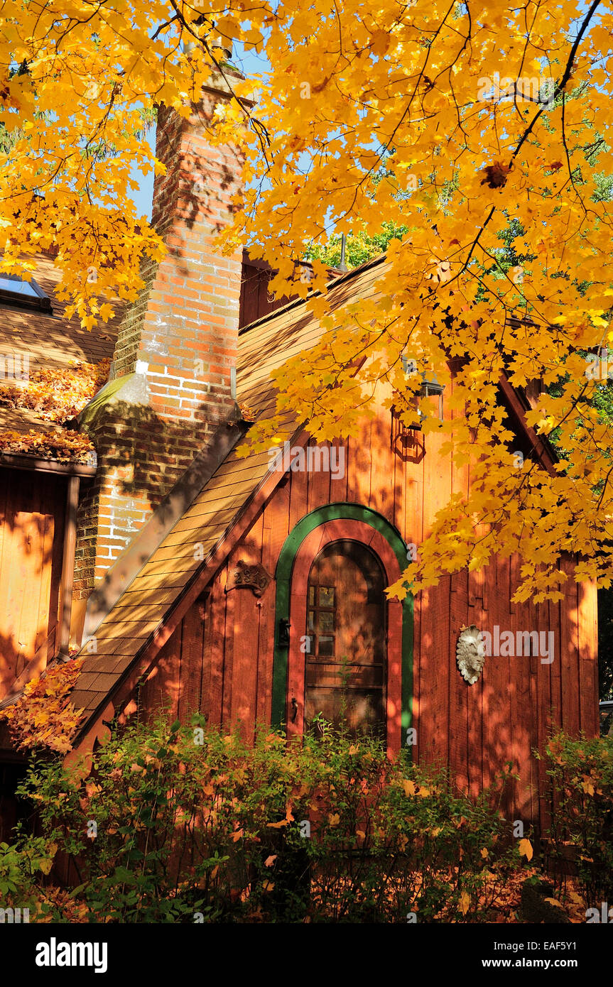 Autumn Norway Maple blooming in front of cottage. (Acer platanoides ...