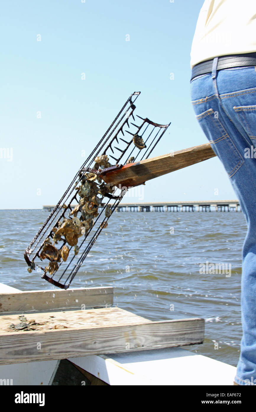 Harvesting the oysters hi-res stock photography and images - Alamy