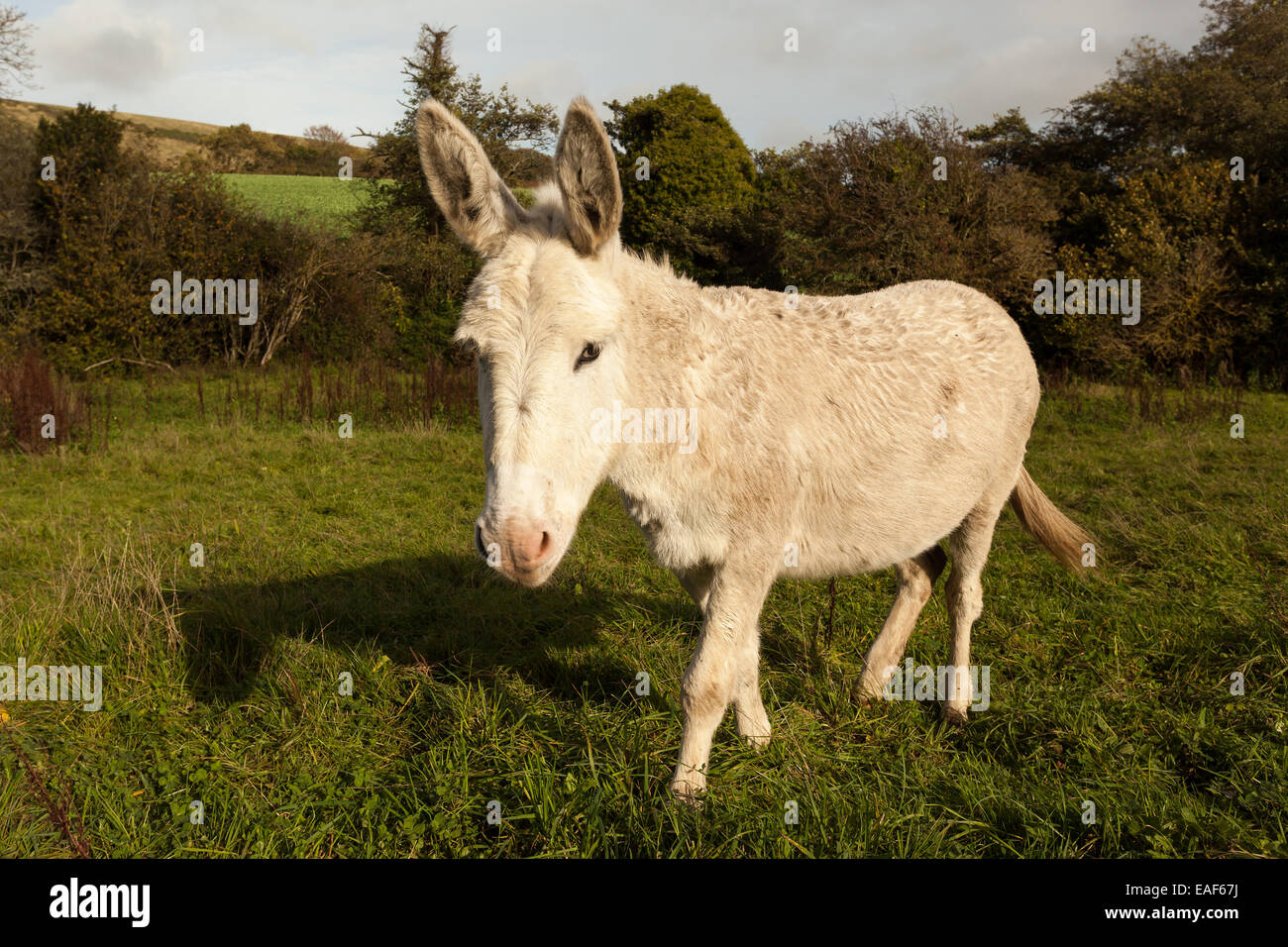 A fawn donkey standing in a green grass meadow Stock Photo - Alamy
