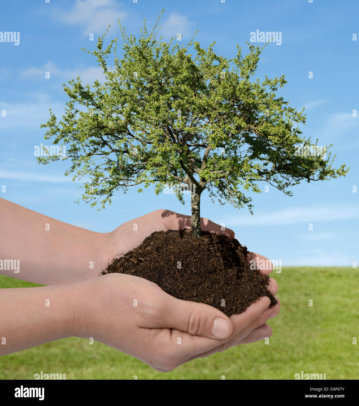 Hands holding a tree environment nature and eco care green marketing ...