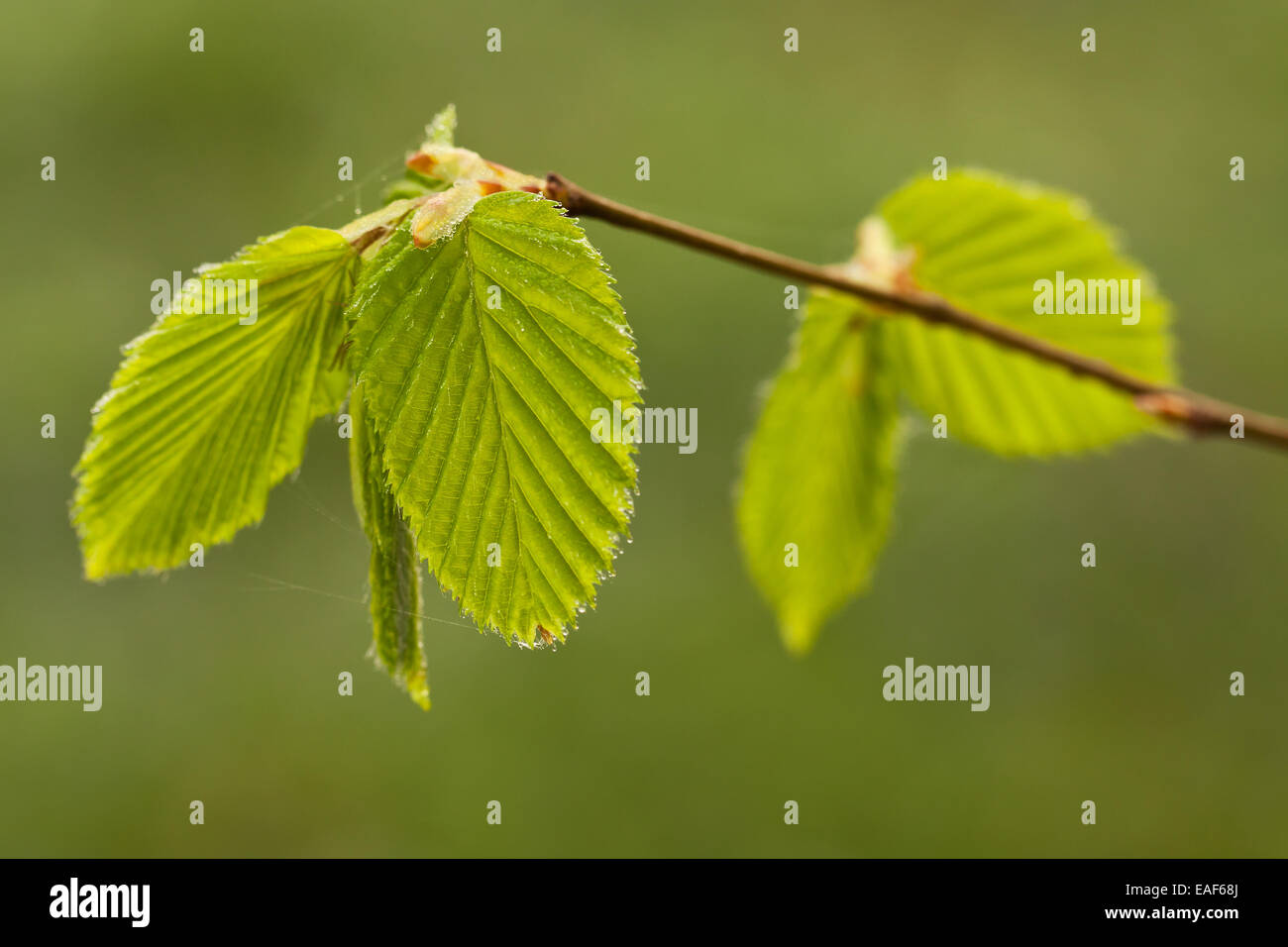 Beech leave hi-res stock photography and images - Alamy