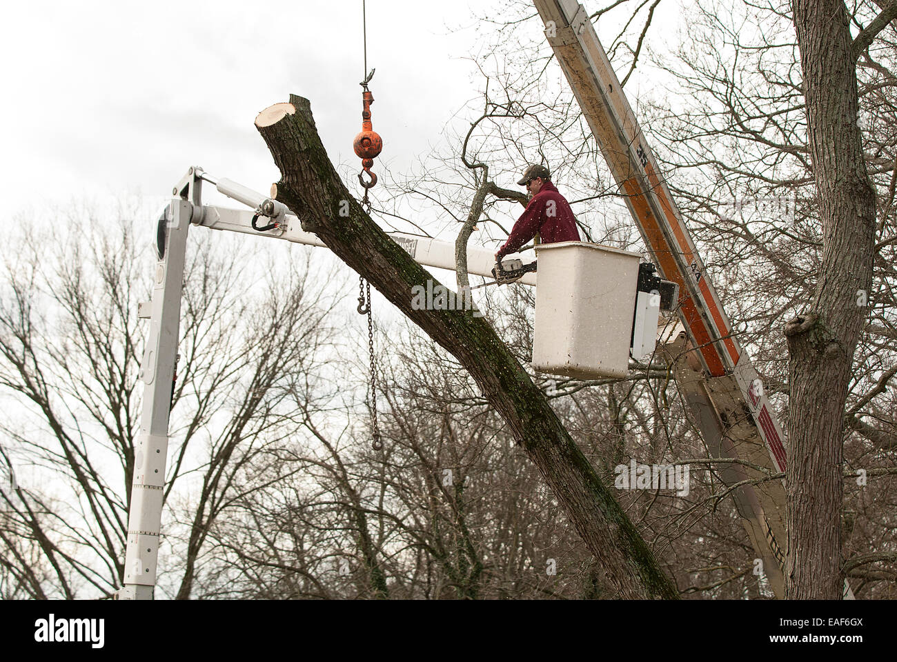 Man cutting tree branch Stock Photo - Alamy